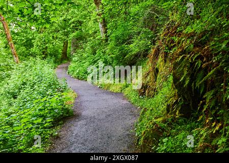 Serene Pathway Through Lush Forest with Tranquil Green Vibes Stock ...