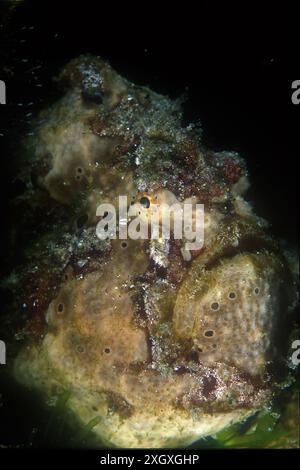 Painted Frogfish, Antennarius pictus, with Copepod parasite, Copepoda ...