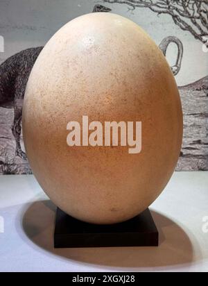 Egg of Elephant Bird (Aepyornis maximus) in comparison with chicken egg ...