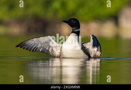 Common loon in Maine at sunrise Stock Photo - Alamy
