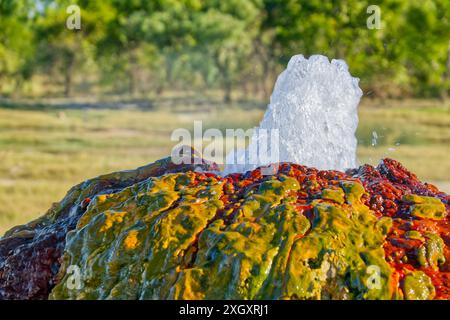 Burketown bore thermal spring mound with water bubbling onto colorful ...