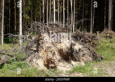 Deadwood, old, gnarled tree stump with tree roots in the forest ...
