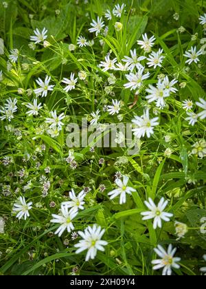 green meadow full of flowers white daisies Stock Photo - Alamy