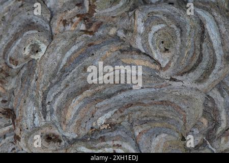 Surface structure of a hornet's nest Stock Photo - Alamy