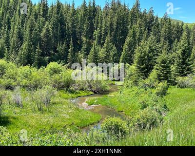 Stream flows through the meadow of forest Stock Photo - Alamy