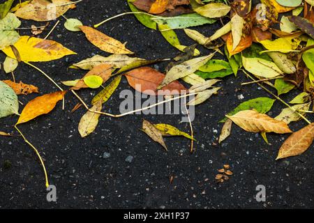 autumn leaves on tarmac background Stock Photo - Alamy