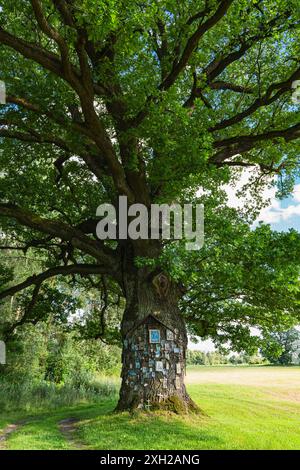Old oak tree with holy objects of Orthodox religion hanging on it Stock ...