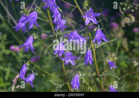 Campanula rapunculoides, also known as creeping bellflower, with its ...