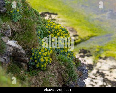 Rhodiola rosea (commonly golden root, rose root, roseroot) growing in ...
