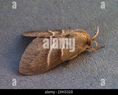 Fox Moth (Macrothylacia rubi) adult female, resting on leaf, Norfolk ...