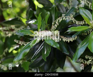green lily of the valley flower bushes in garden Stock Photo - Alamy