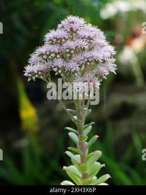 Aeonium lancerottense, Lanzarote, Canary Islands Stock Photo - Alamy