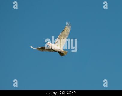 The little corella (Cacatua sanguinea), also known as the short-billed ...