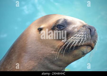 Close-up on a seal's face on a beautiful day Stock Photo - Alamy