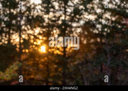 Sunset silhouette blur - golden-hour glow - forest backdrop - serene ...