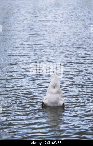 White swan is looking for something in the water, stucks his head in ...