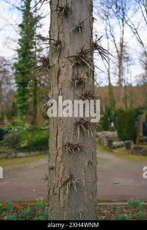 Gleditsia triacanthos trunk close up Stock Photo - Alamy