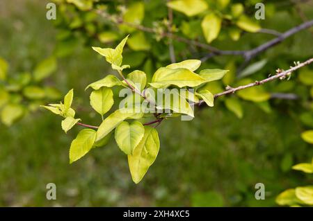 Forsythia branch with green leaves on a sunny day. Forsythia bush in ...
