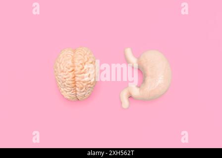 Realistic anatomical models of the brain and stomach isolated on a ...