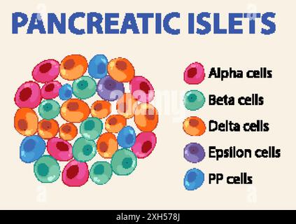Illustration of pancreatic islets and cell types Stock Vector Image ...