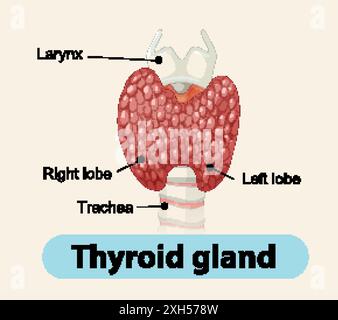 Detailed diagram of the thyroid gland anatomy Stock Vector Image & Art - Alamy