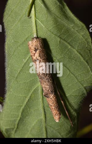 The female of the Bagworm Moth is normally wingless and constructs a ...