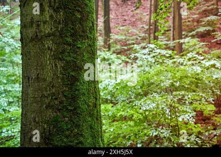 Close-up of a tree trunk partially blanketed in fluffy snow ...