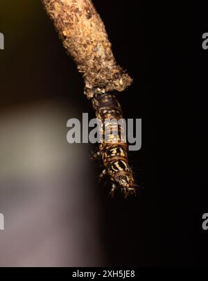 The female of the Bagworm Moth is normally wingless and constructs a ...