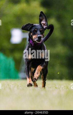 Mixed Breed Hound Mutt Running in Lure Coursing Dog Sport Stock Photo ...