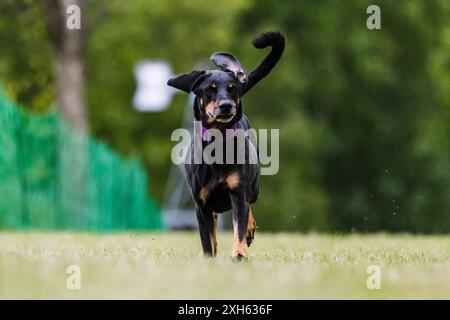 Mixed Breed Hound Mutt Running in Lure Coursing Dog Sport Stock Photo ...