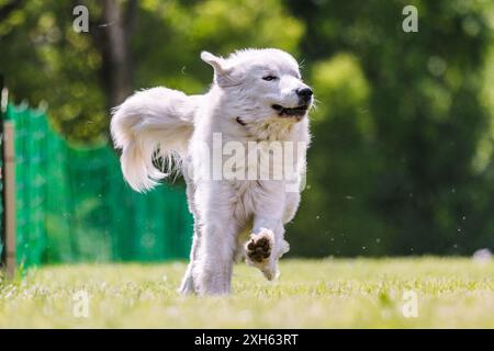 Purebred Great Pyrenees Running in Lure Coursing Dog Sport Stock Photo ...