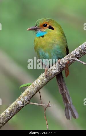 Blue-throated motmot (Aspatha gularis), sitting on a branch in a ...