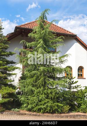 Deodar cedar, Indian cedar, Himalayan cedar (Cedrus deodara 'Pendula ...