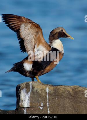 Mannetje Eider; Common Eider male Stock Photo - Alamy