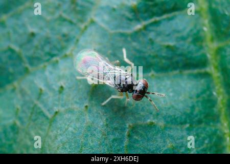 Eulophid Wasp (Horismenus sp Stock Photo - Alamy