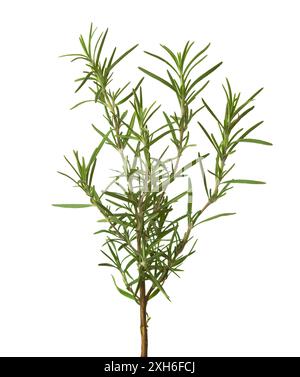 rosemary branch isolated on white background Stock Photo - Alamy