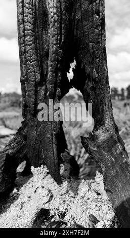 shapes of a burned tree Stock Photo - Alamy