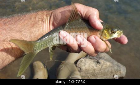 Large-scale Yellowfish (Labeobarbus marequensis) Actinopterygii Stock ...