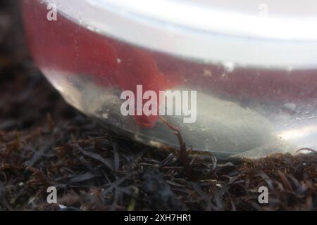 Penpoint Gunnel (Apodichthys flavidus) , pillar point CA Stock Photo ...