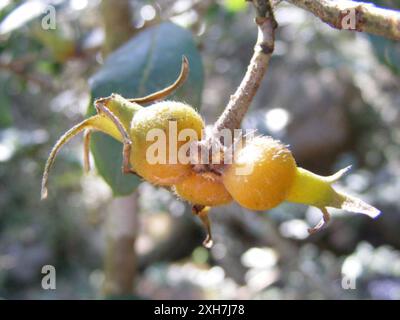 Wild Pomegranate (Burchellia bubalina) Umgeni River Nature Reserve ...