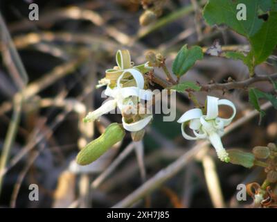 Stellar Raisin (Grewia sulcata sulcata) 421, Funhalouro: On Sasol ...