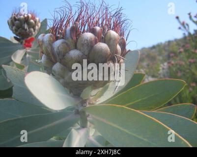 Wagon Tree (Protea nitida) De Hoek Circuit Groot Swartberg Stock Photo ...