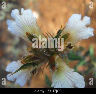 Cape Lashes (Blepharis capensis) , Min Water: On Steenbokrant at Min ...