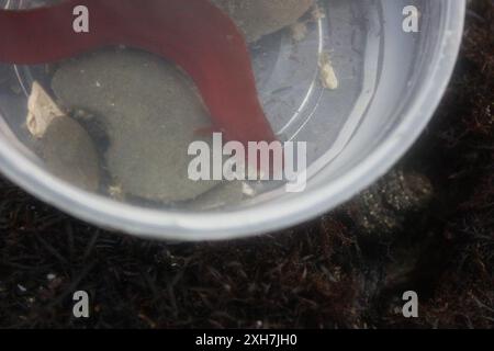 Penpoint Gunnel (Apodichthys flavidus) , pillar point CA Stock Photo ...