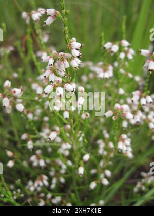 Drakensberg Heath (Erica drakensbergensis) N11, Botshabelo, Middelburg ...