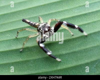 (Bavia capistrata) Palawan, Philippines Stock Photo - Alamy