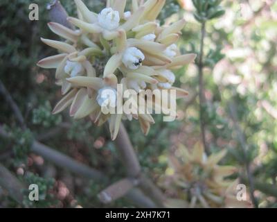Common Caustic Vine (Cynanchum viminale viminale) Plantae Stock Photo ...