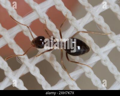 American Winter Ant (Prenolepis imparis) McLaren Park, San Francisco ...