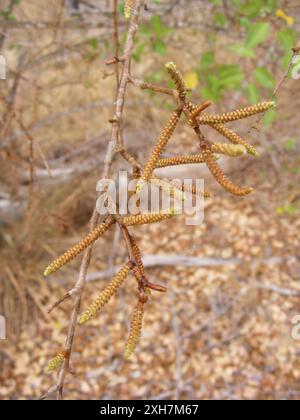 tamboti (Spirostachys africana) 421, Funhalouro: Sasol pipeline route ...