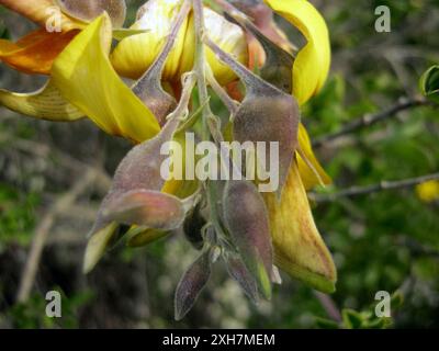 Cape Rattlepod (Crotalaria capensis) Diosma aristata Reserve near ...